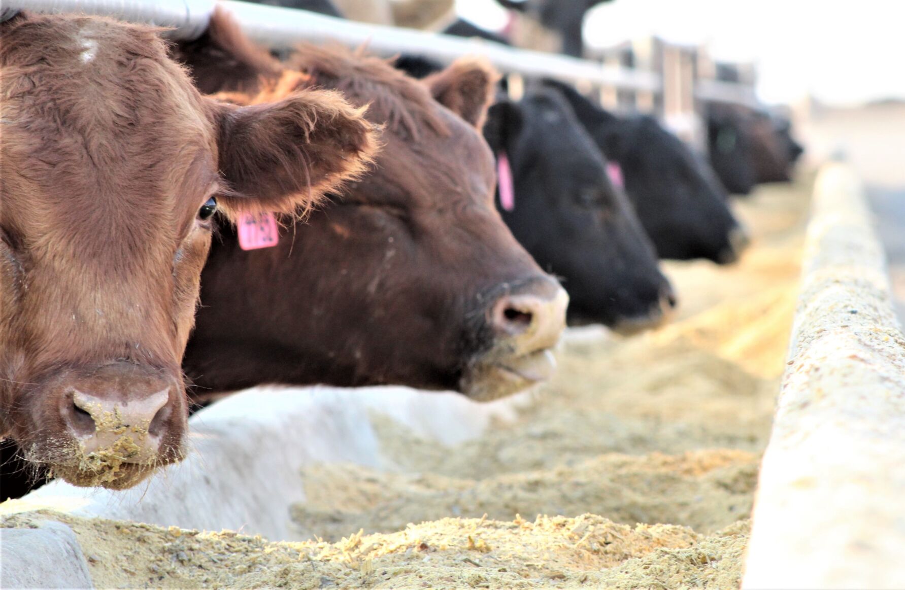 Beef Industry Scholarship Applications Are Now Available | Industry ...