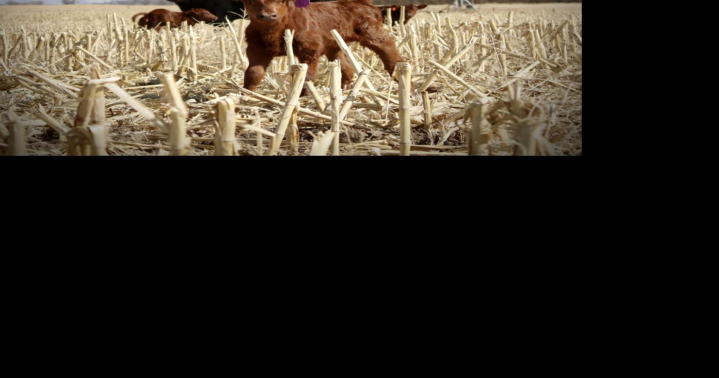 Maintaining or Gaining Weight Post-Calving is Essential to Minimize ...