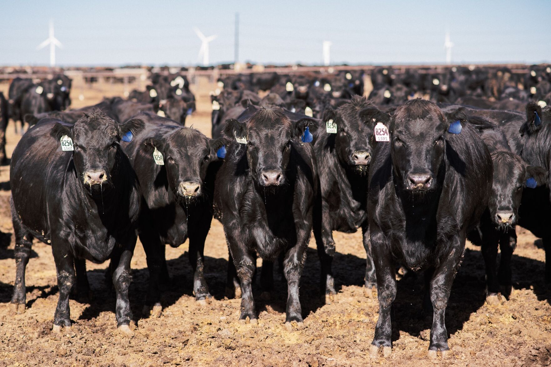 August Cattle on Feed | Industry News | feedlotmagazine.com