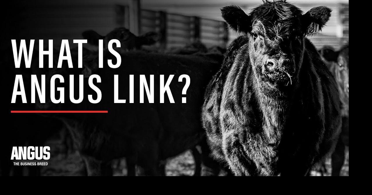 WHAT IS ANGUS LINK? - AngusLink Program Explained | Angus Link OVERVIEW ...