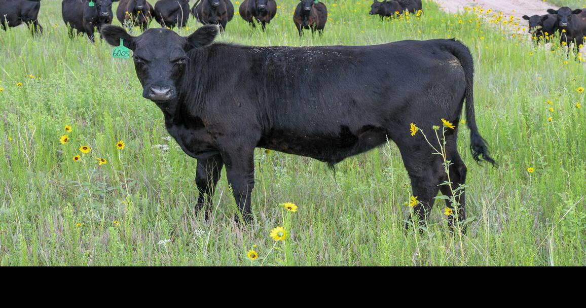 Nebraska Stocker/Yearling Tour Features Skavdahl Ranch Near Harrison ...