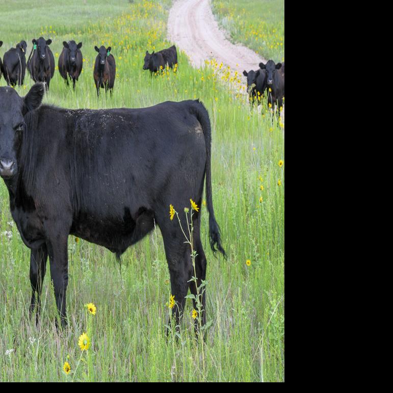 Stocker Special | feedlotmagazine.com