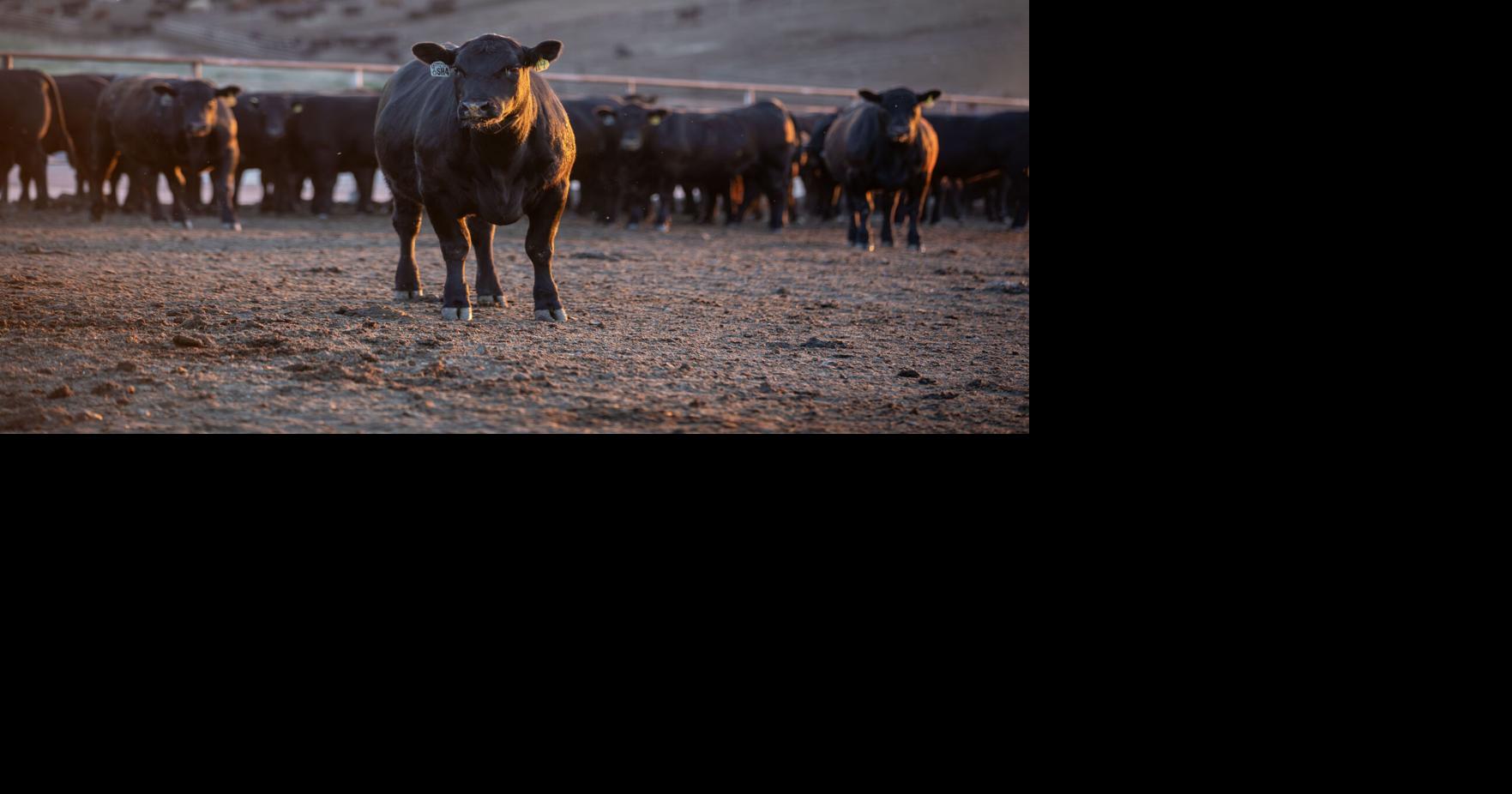 The Second-Best Sales Year for Certified Angus Beef | Beef News ...