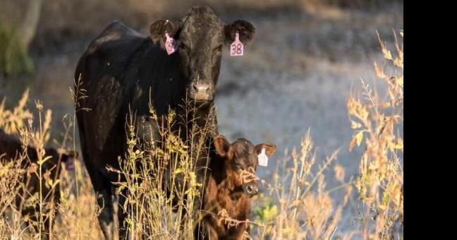 Fall is a Key Culling Decision Time for Cow-calf Operations | Cow/Calf ...