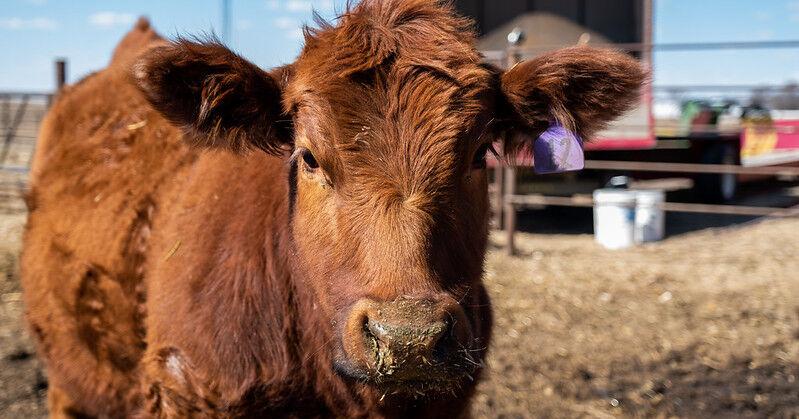 What's Your Diagnosis? | Feedlot Special | feedlotmagazine.com