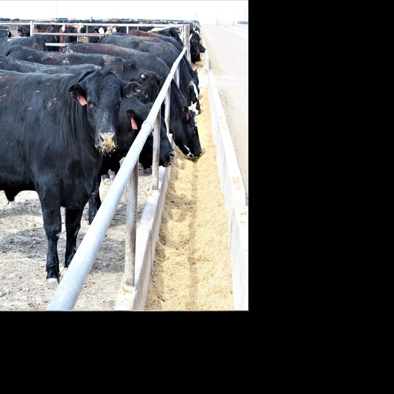 Feedlot Special | feedlotmagazine.com