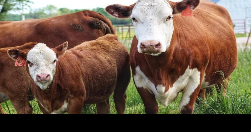 How Do We Improve Percent Calf Crop Weaned? | Cow/Calf Corner ...