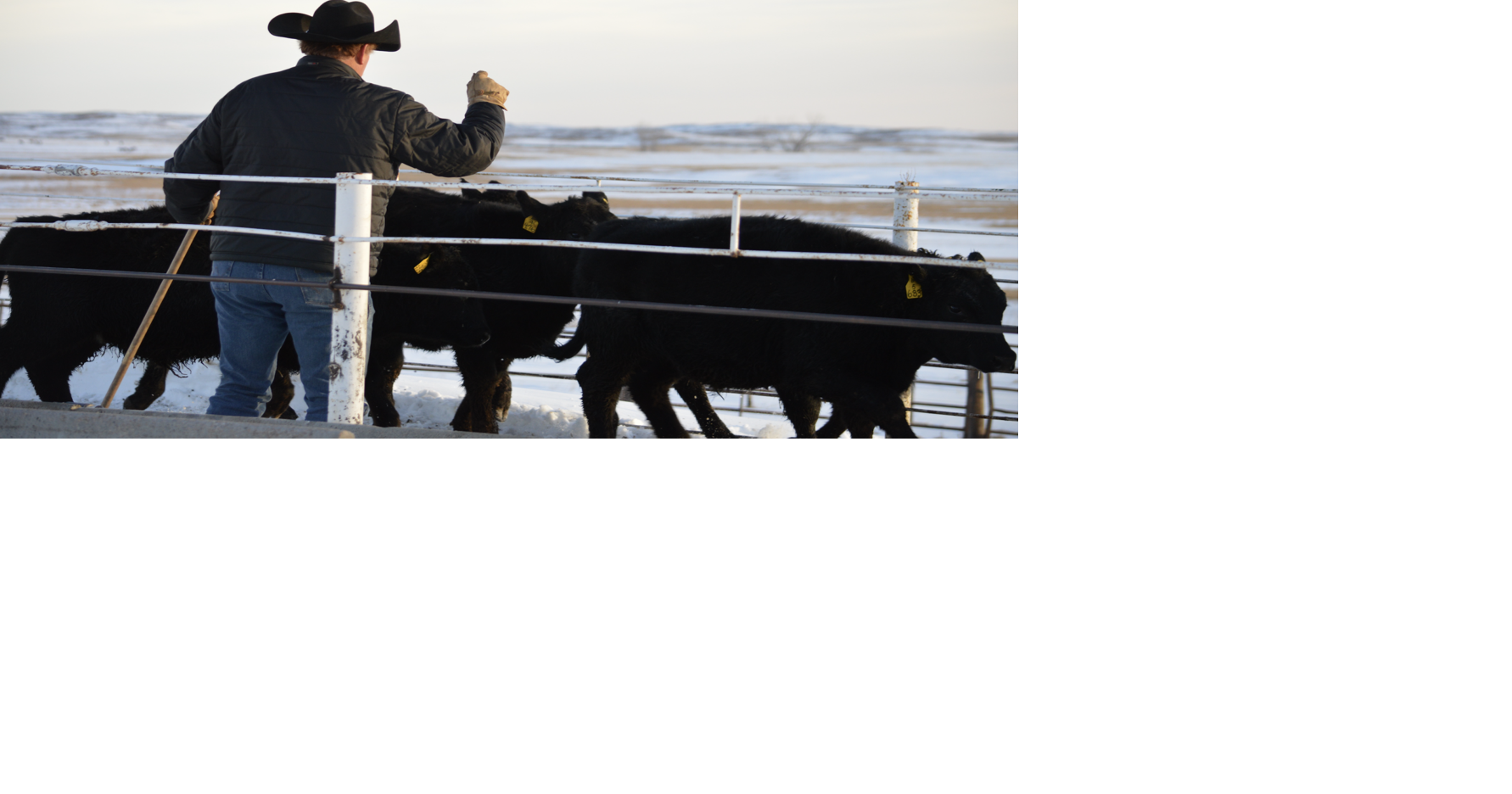 Winter Cattle Yard Preparation Checklist | Feedlot Special ...