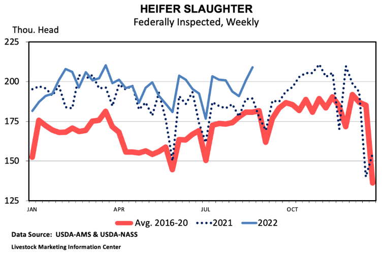 Heifer and Cow Slaughter | Industry News | feedlotmagazine.com