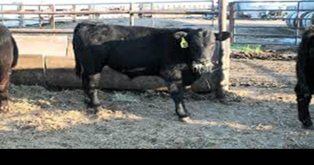 Choosing Beef Genetics for Use in Dairy Herds | Cow/Calf Corner ...