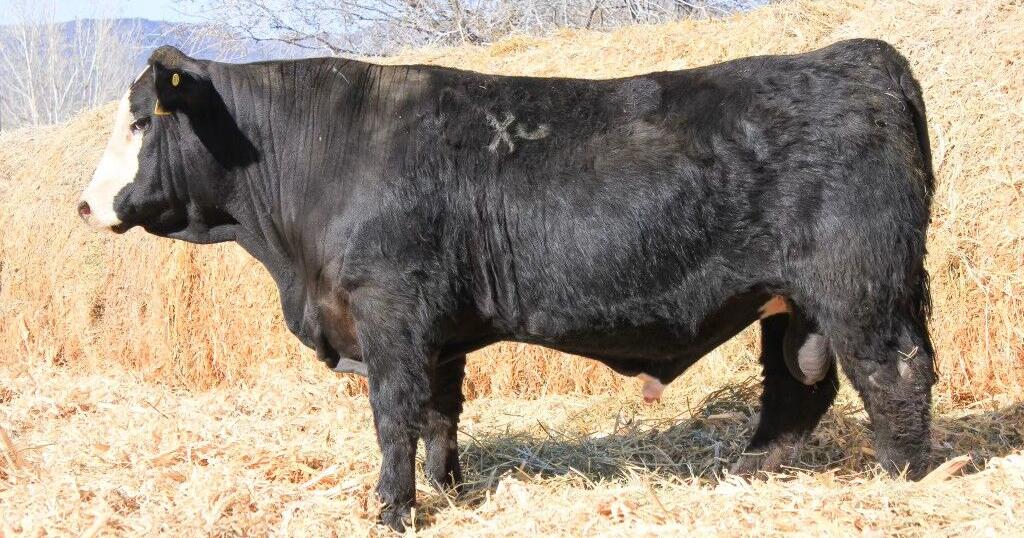 Value Proposition of Bulls | Cow/Calf Corner | feedlotmagazine.com