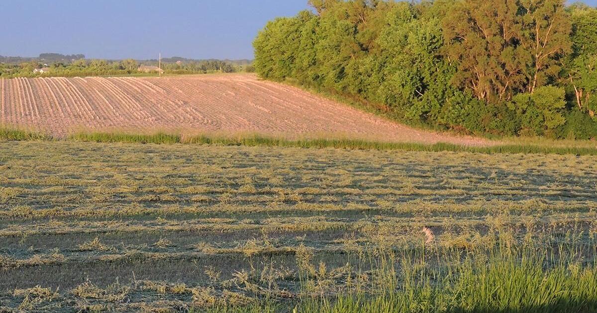 Forage Inventory and Demand Calculator | News | feedlotmagazine.com