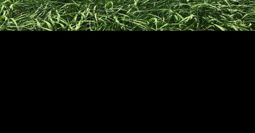 Drought-Damaged Smooth Bromegrass Pastures: Assessment and Recovery ...