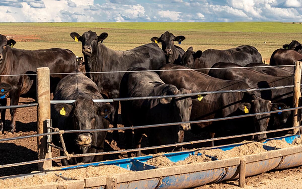 Adding Cull Cows to Drought Contingency Plans | Industry News ...