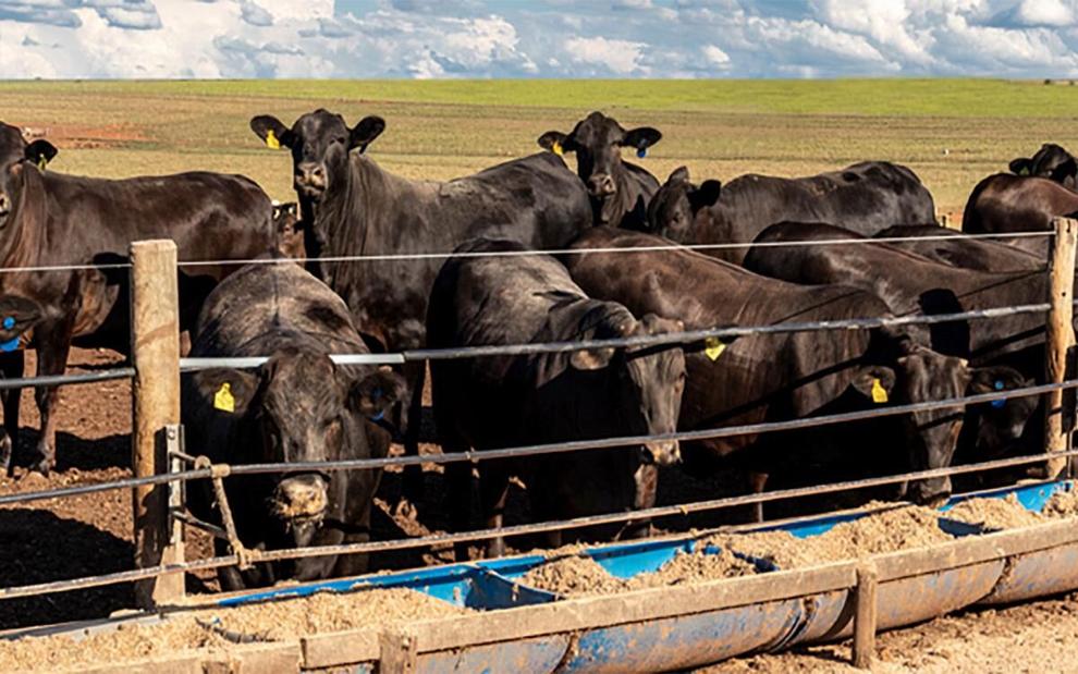 Moldy Feed and the Potential Effects on Cattle | Management ...