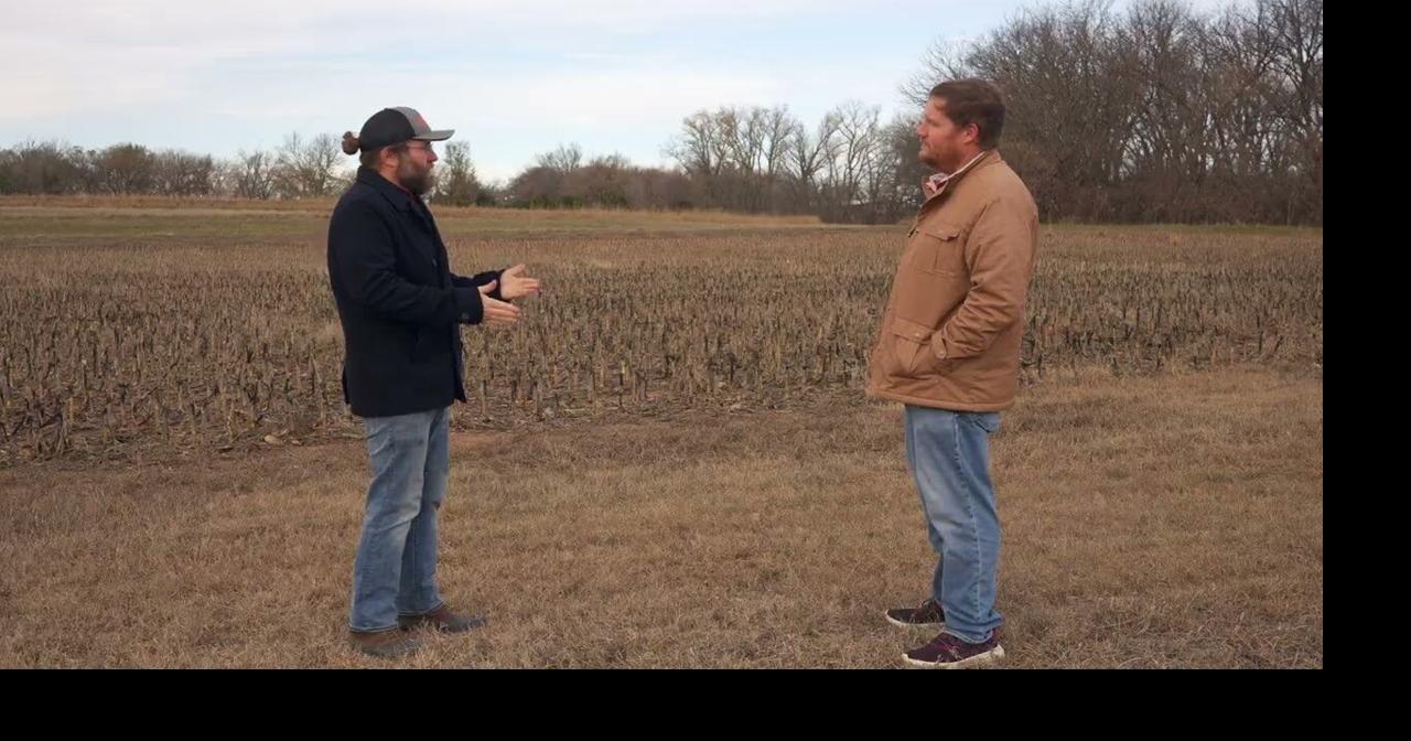 Are Spring Oats an Option for Forage This Year? | Multimedia ...