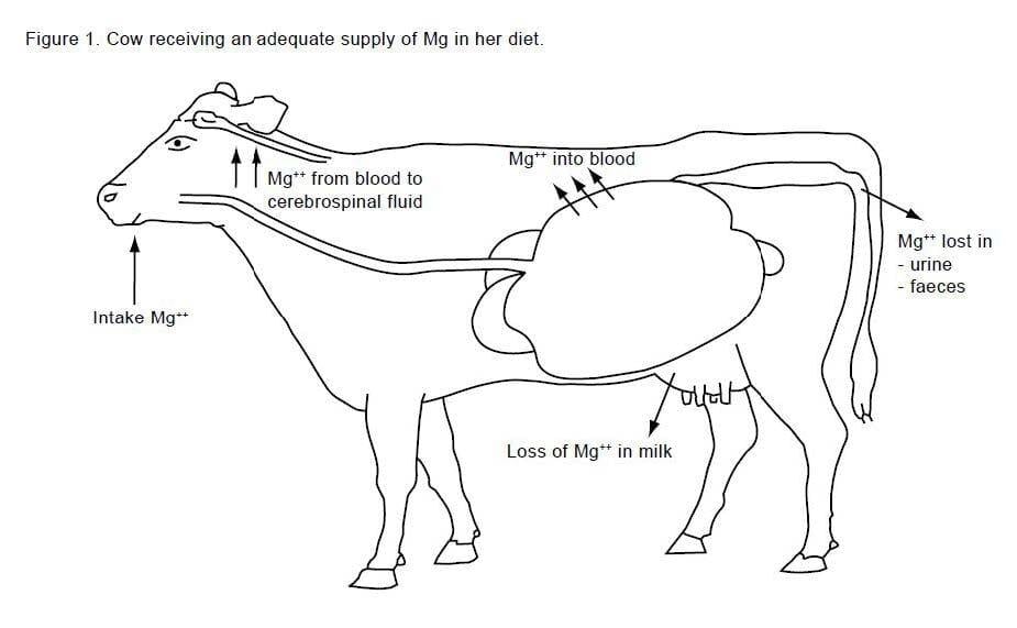 Grass Tetany – A Complicated Disorder with An Easy Prevention | Cow ...