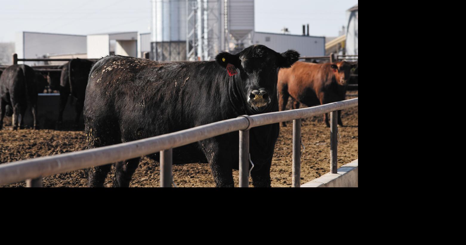 Feedlot Parasite Control Tips for a Successful Deworming Program ...
