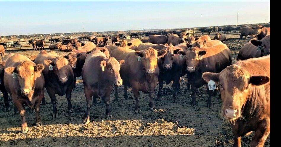 Cattle Prices Projected Higher from Last Month | Feedlot Special ...