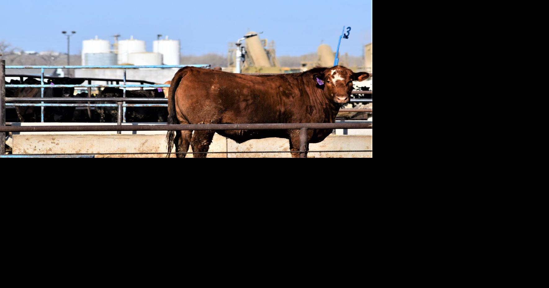 Cattle Markets Break Down | Marketing | feedlotmagazine.com
