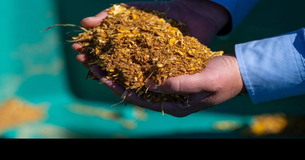 Answering the Cattle Nutrition Protein Question | Feedlot Special ...