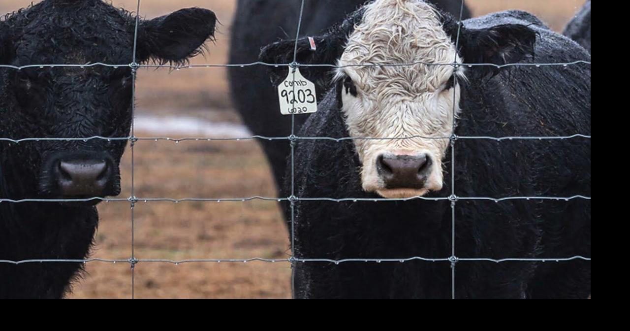 Cow-Calf Corner | Multimedia | feedlotmagazine.com