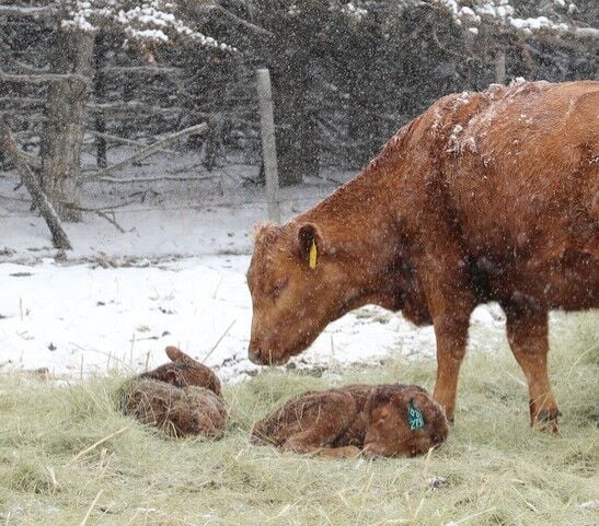 K-State To Host Calving Schools | Management | feedlotmagazine.com
