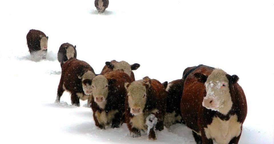 Supplementing Beef Cows During Cold Weather | Cow/Calf Corner ...