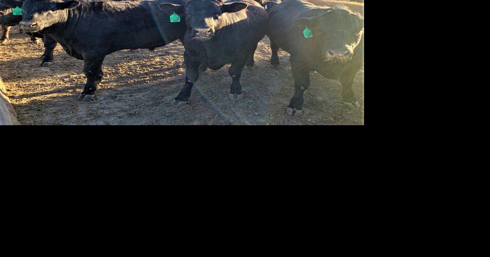 June USDA Cattle on Feed Report Assessment | Industry News ...