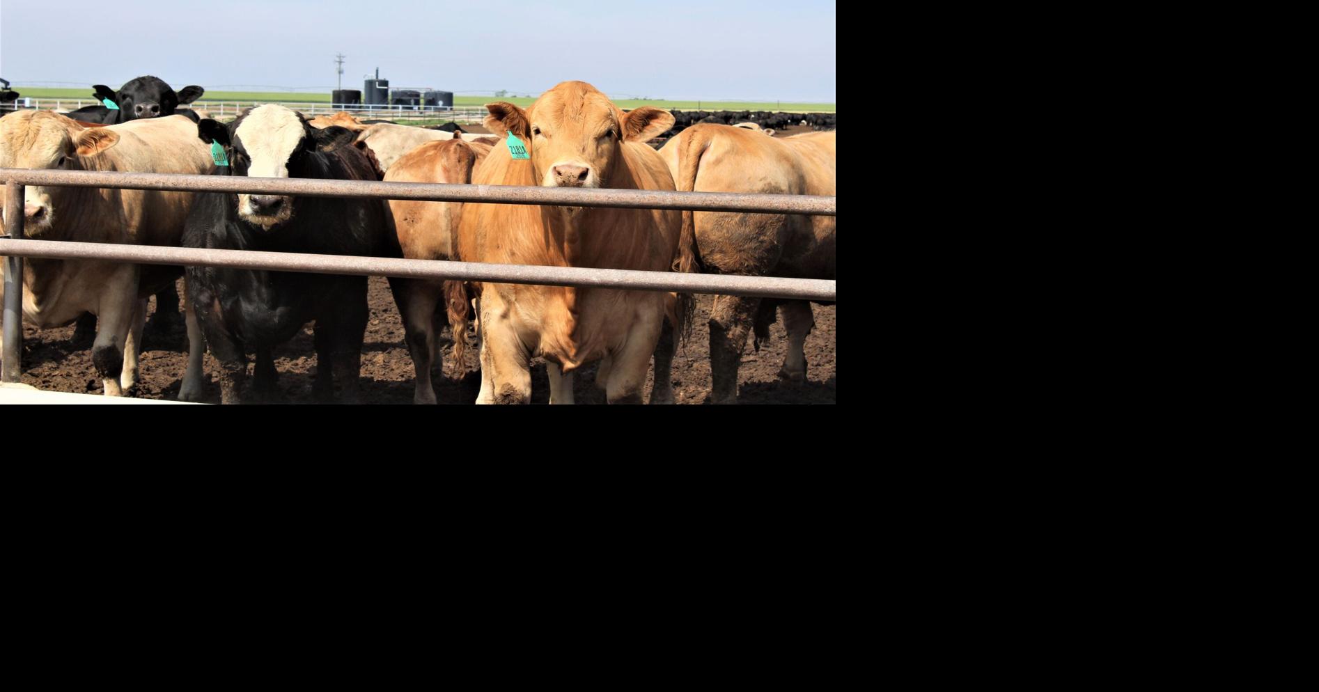 Fewer Feedlot Placements; Less Heifers on Feed | Industry News ...