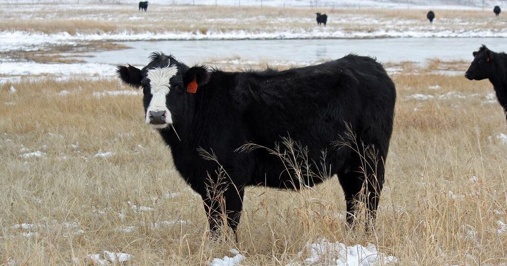 Beef Cow Nutrition Demonstrations Planned | Cow/Calf Corner ...