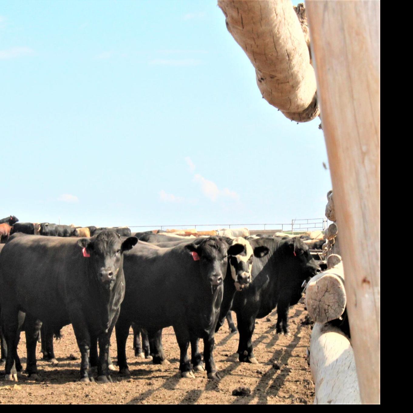 Feedlot Special | feedlotmagazine.com