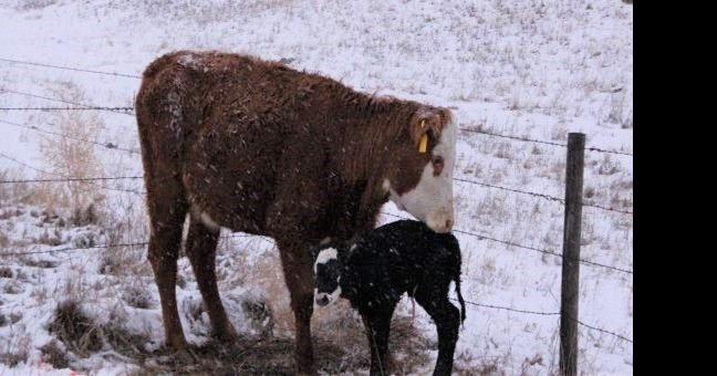 Warming Cold Stressed Calves | Cow/Calf Corner | feedlotmagazine.com