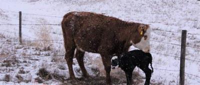Warming Cold Stressed Calves | Cow/Calf Corner | feedlotmagazine.com