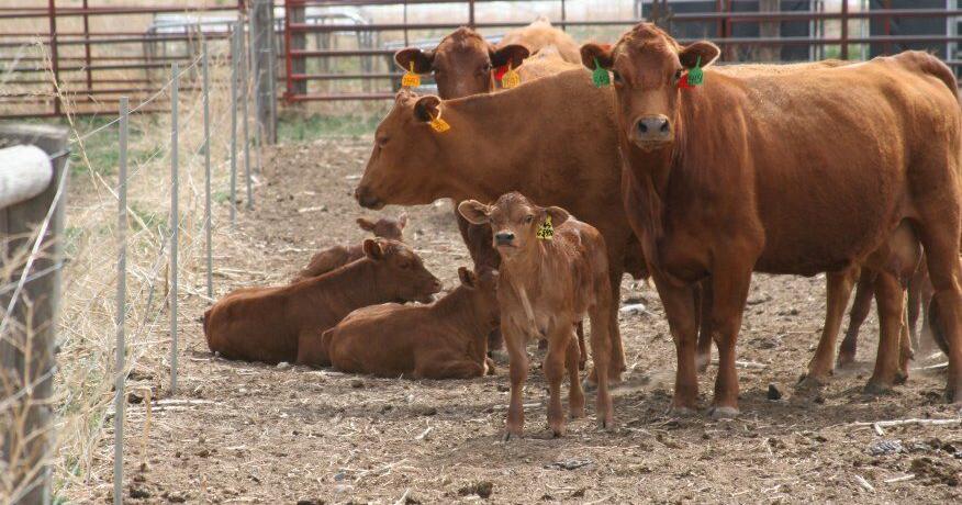 The Confined Cow-Calf System: Tradeoffs Between Environmental and ...