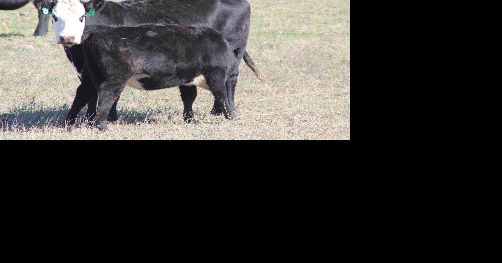 Should You Creep Feed Your Calves This Summer? | Cow/Calf Corner ...