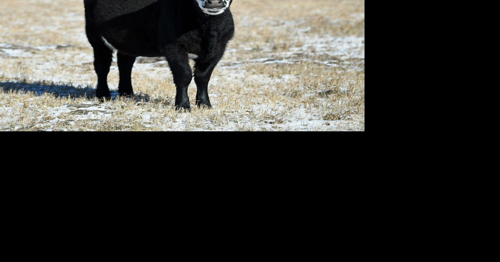 Estrus Synchronization and the Breeding Season – Resources to Review ...