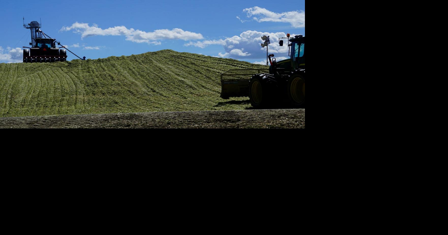 Managing Sub-Optimal Grain and Starch Digestibility with Expensive Corn ...