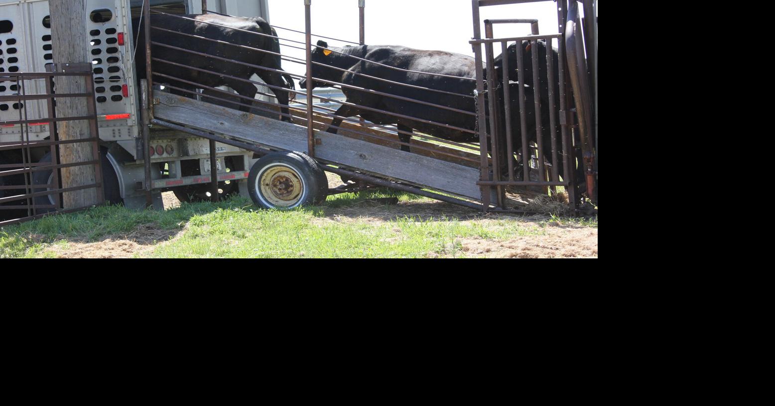 Beef Quality Assurance Doesn't End at the Farm Gate | Beef News ...