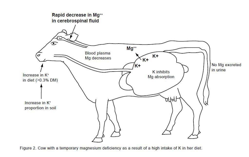 Grass Tetany – A Complicated Disorder with An Easy Prevention | Cow ...