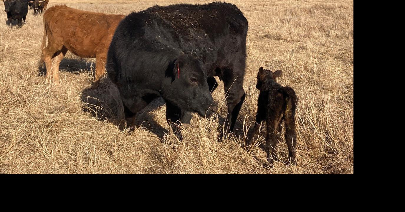 Breeding Heifers: What Can Go Wrong? | Cow/Calf Corner ...