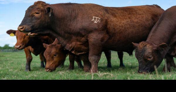 Determining How Male Behaviors, Environment Affect Offspring in ...