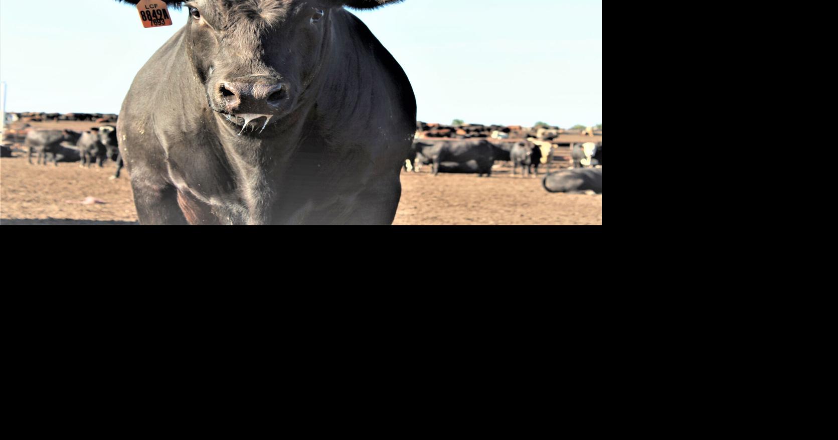 Recent Trends in the Boxed Beef Cutout Value | News | feedlotmagazine.com