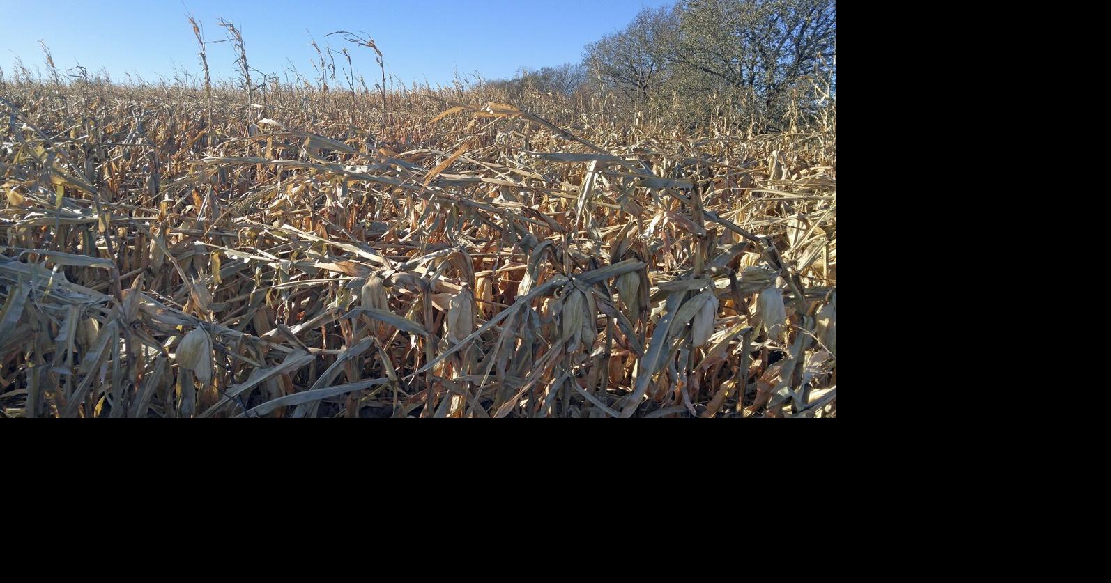Frequently Asked Questions about Grazing Corn Residue Fields with ...