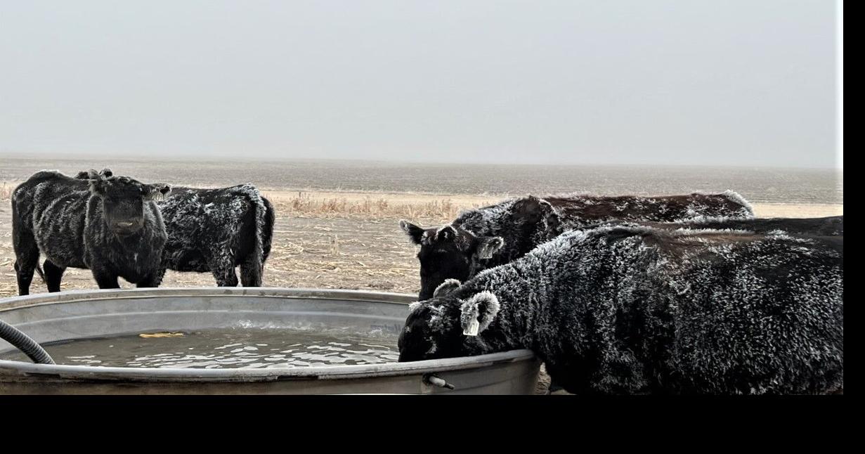 How Much Water Do Cows Really Need During Cold Weather? | Management ...
