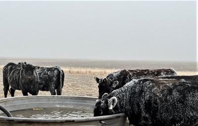 How Much Water Do Cows Really Need During Cold Weather? | Management ...