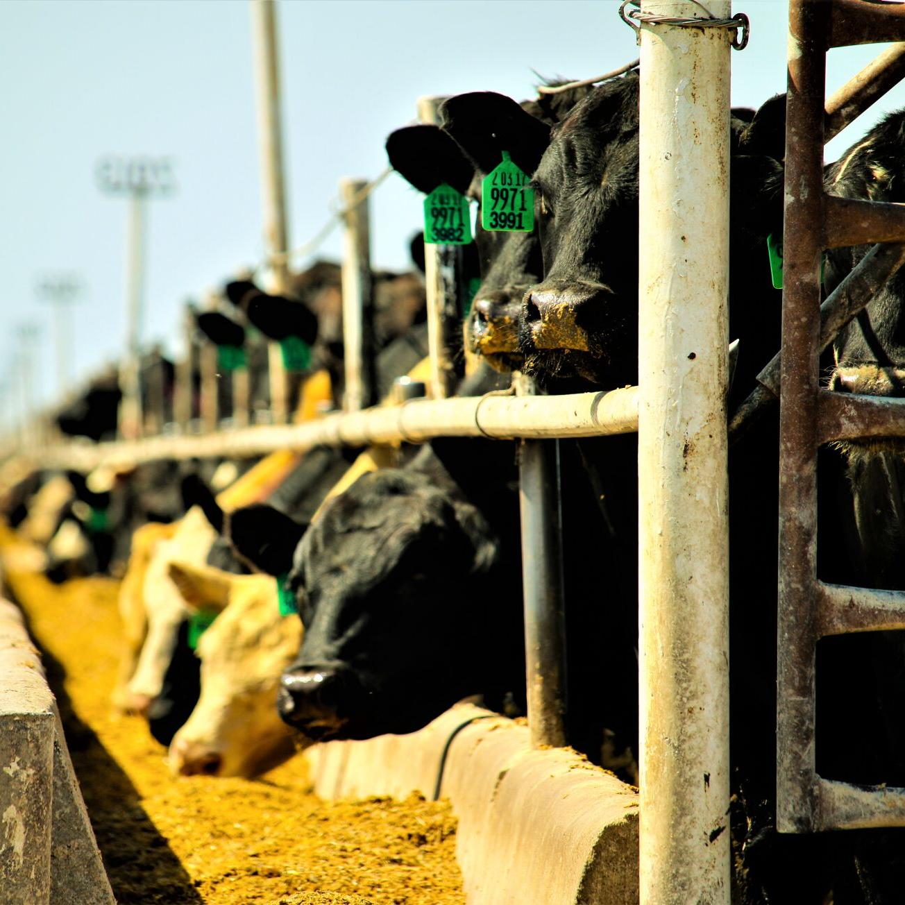 News | feedlotmagazine.com