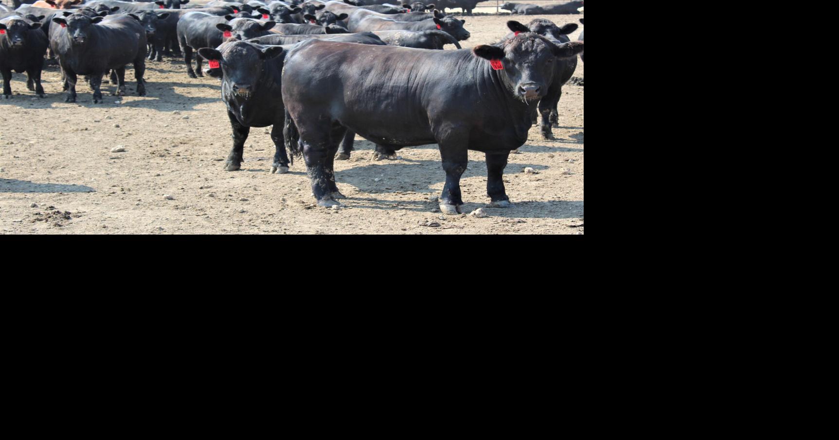 Historical Review of the U.S. Beef Cattle Industry – Part 2 – The ...