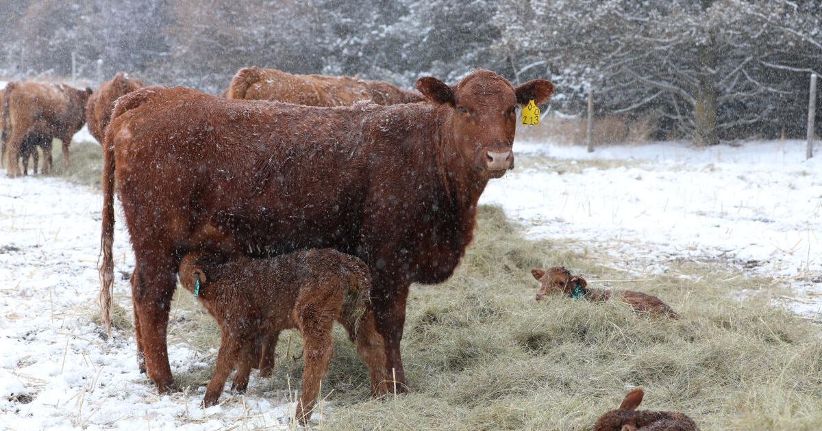 Beef Producers Can Work with UNL Veterinarians at One-Day Cow-Calf ...
