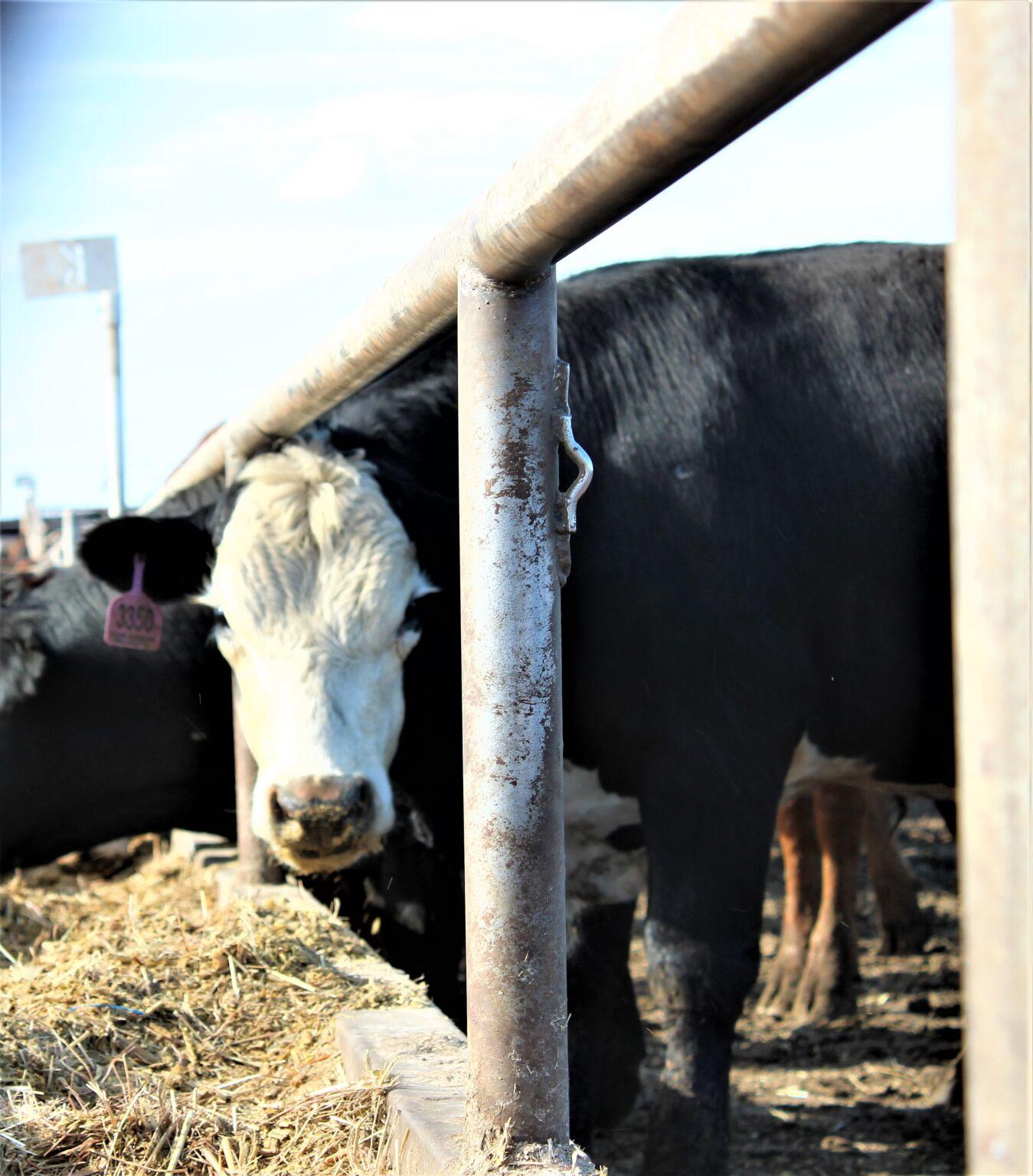 Transitioning Calves: From Pasture to Feedlot | Feedlot Special ...